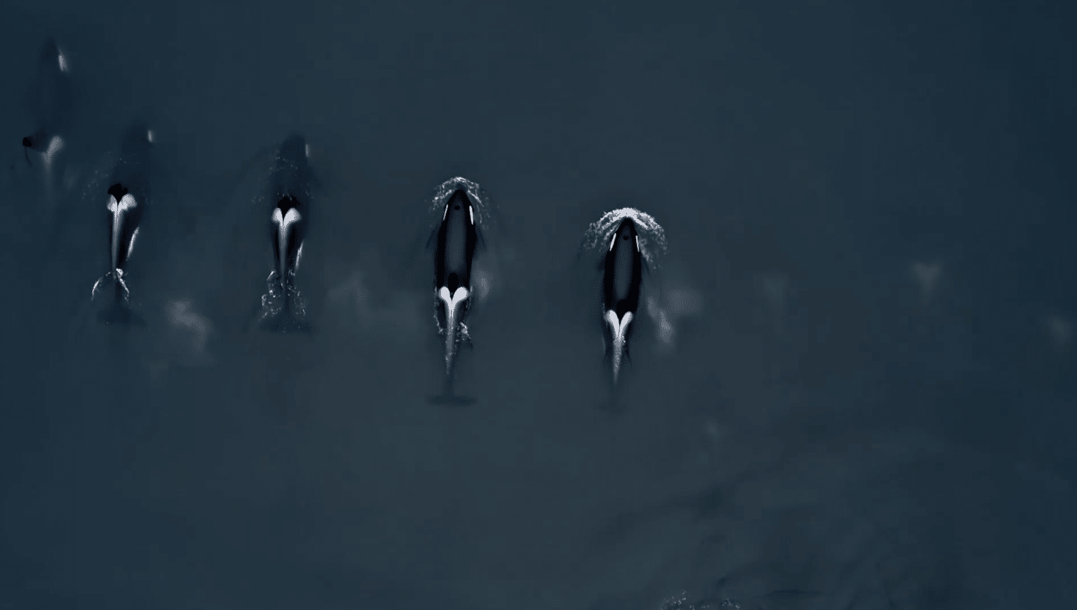 Grieg Edge - Grieg Edge